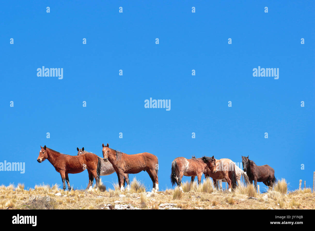 équidos equus hi-res stock photography and images - Alamy