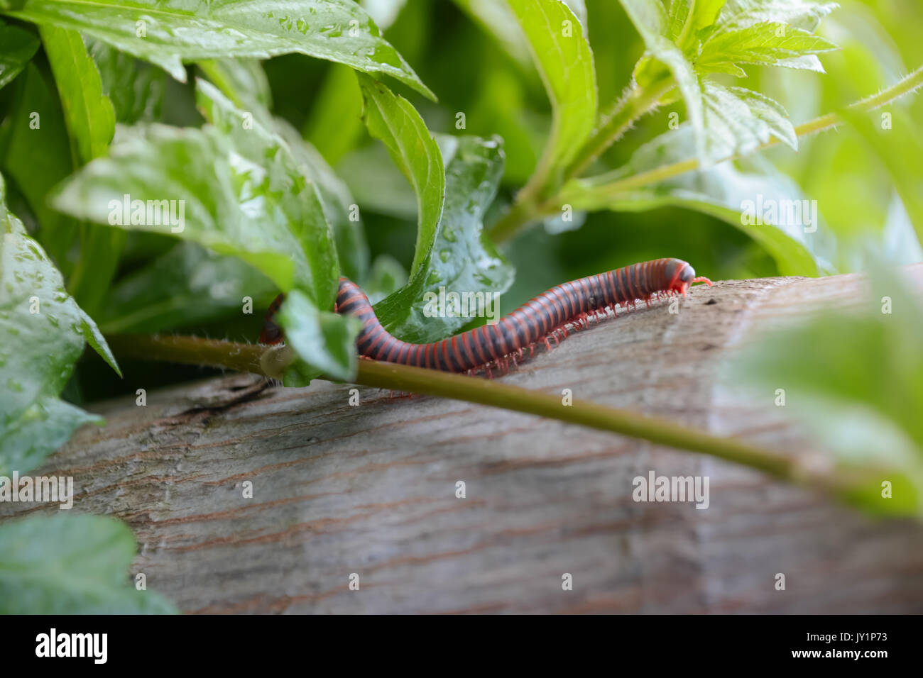 Red millipede hi-res stock photography and images - Alamy