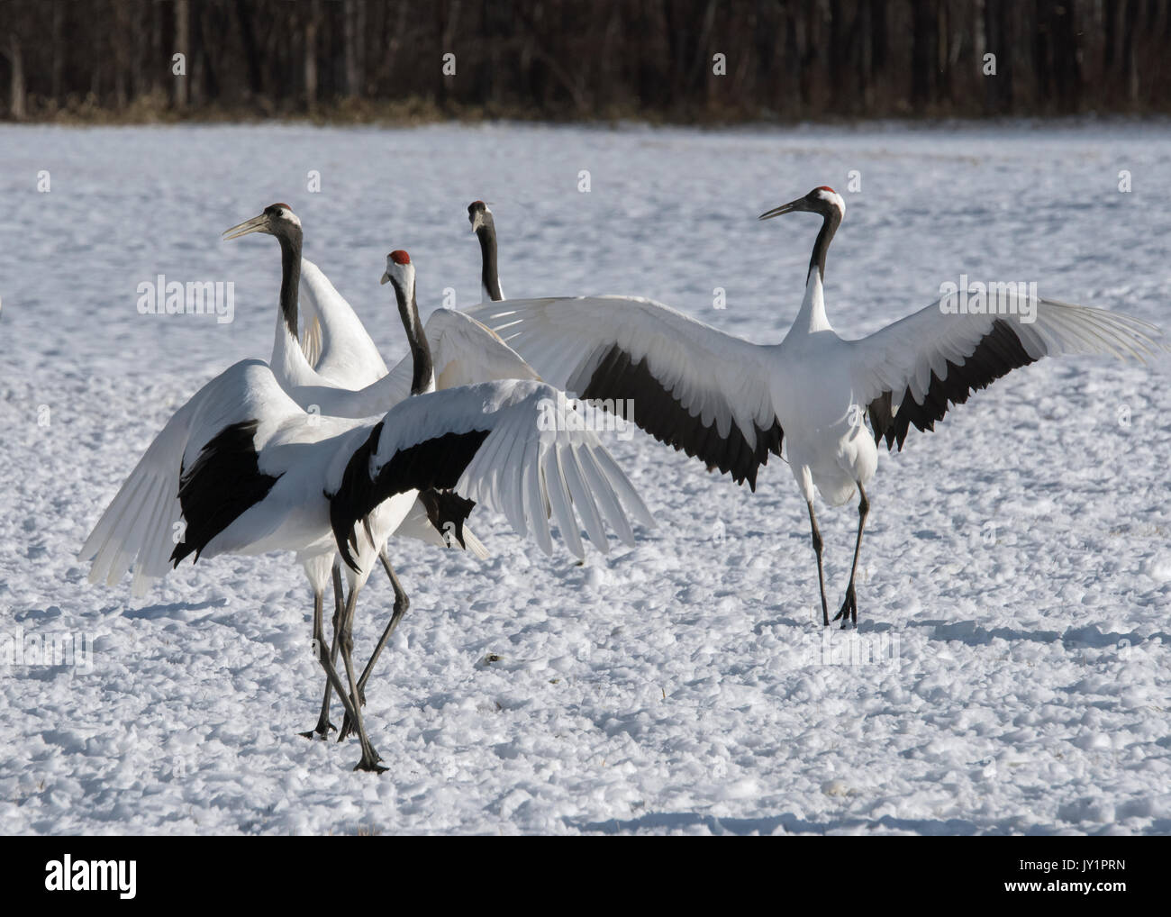 Dancing Cranes Stock Photos & Dancing Cranes Stock Images - Alamy
