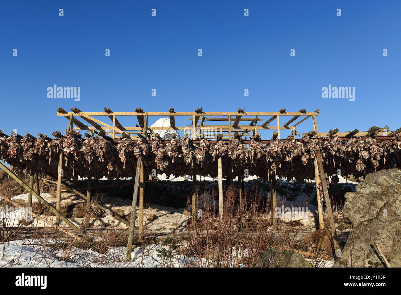 Cod heads hanging from wooden scaffolding framed dryers in the cold ...