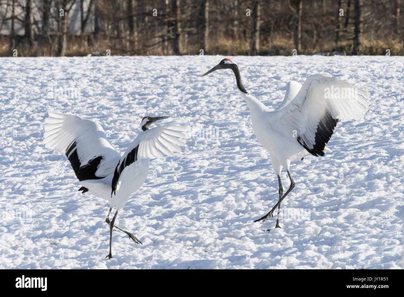 Dancing cranes, Tsurui Village, Hokkaido, Japan Stock Photo - Alamy