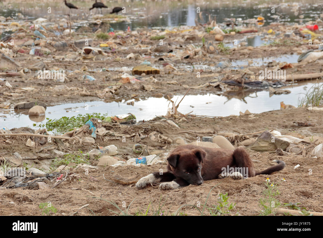 Jauría de perros hi-res stock photography and images - Alamy