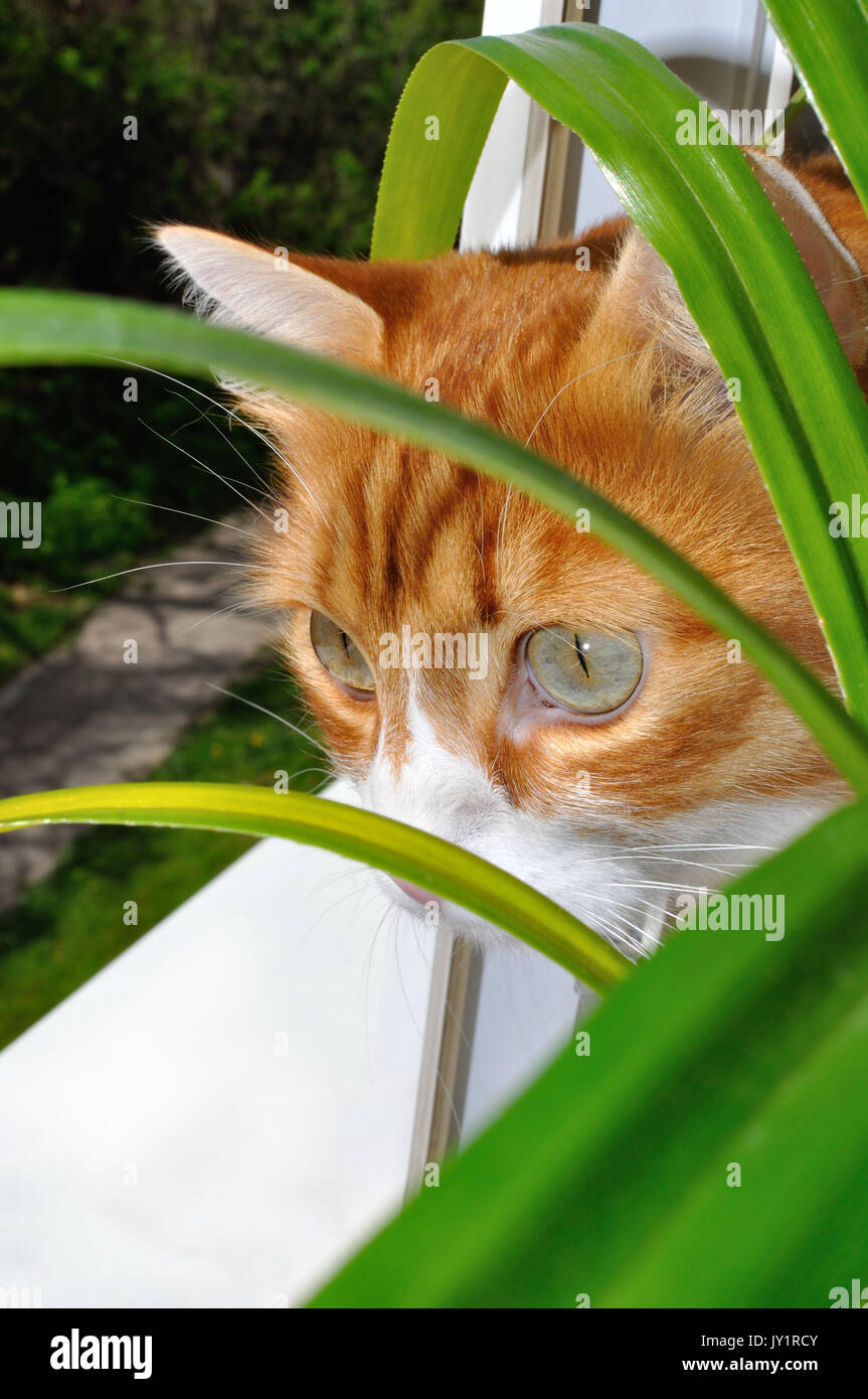 red pet cat sitting on the windowsill, looking out the window alertness ...
