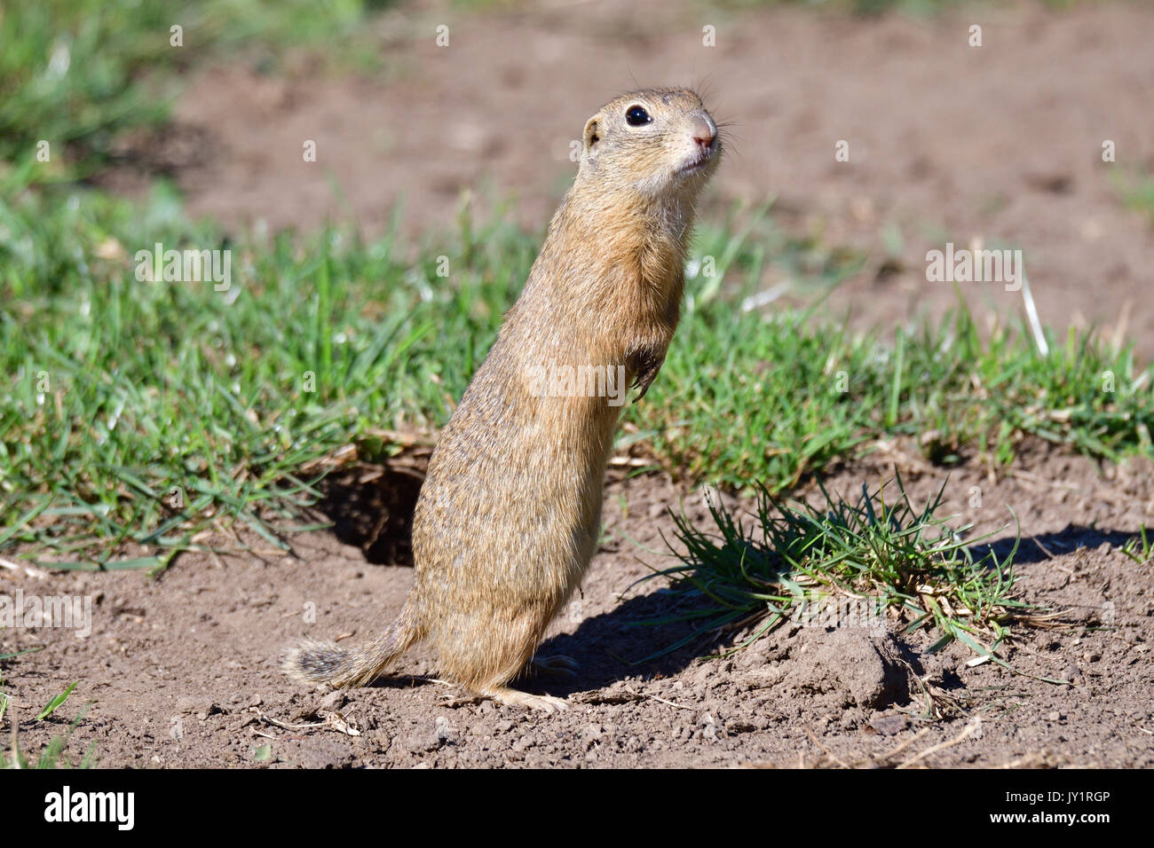 Squirrel lurking and eating in the grass Stock Photo - Alamy
