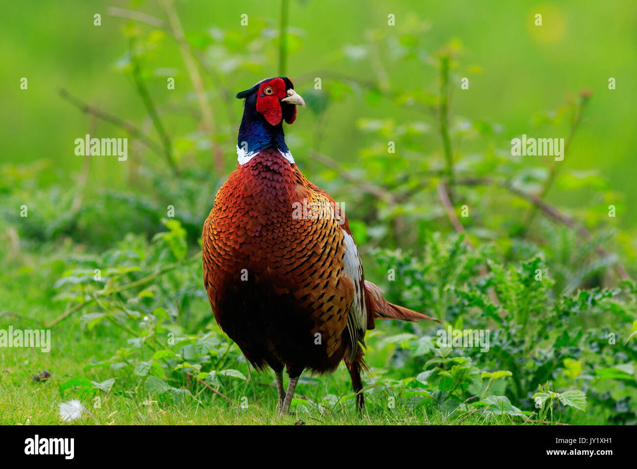 Close up colorful pheasant bird hi-res stock photography and images - Alamy