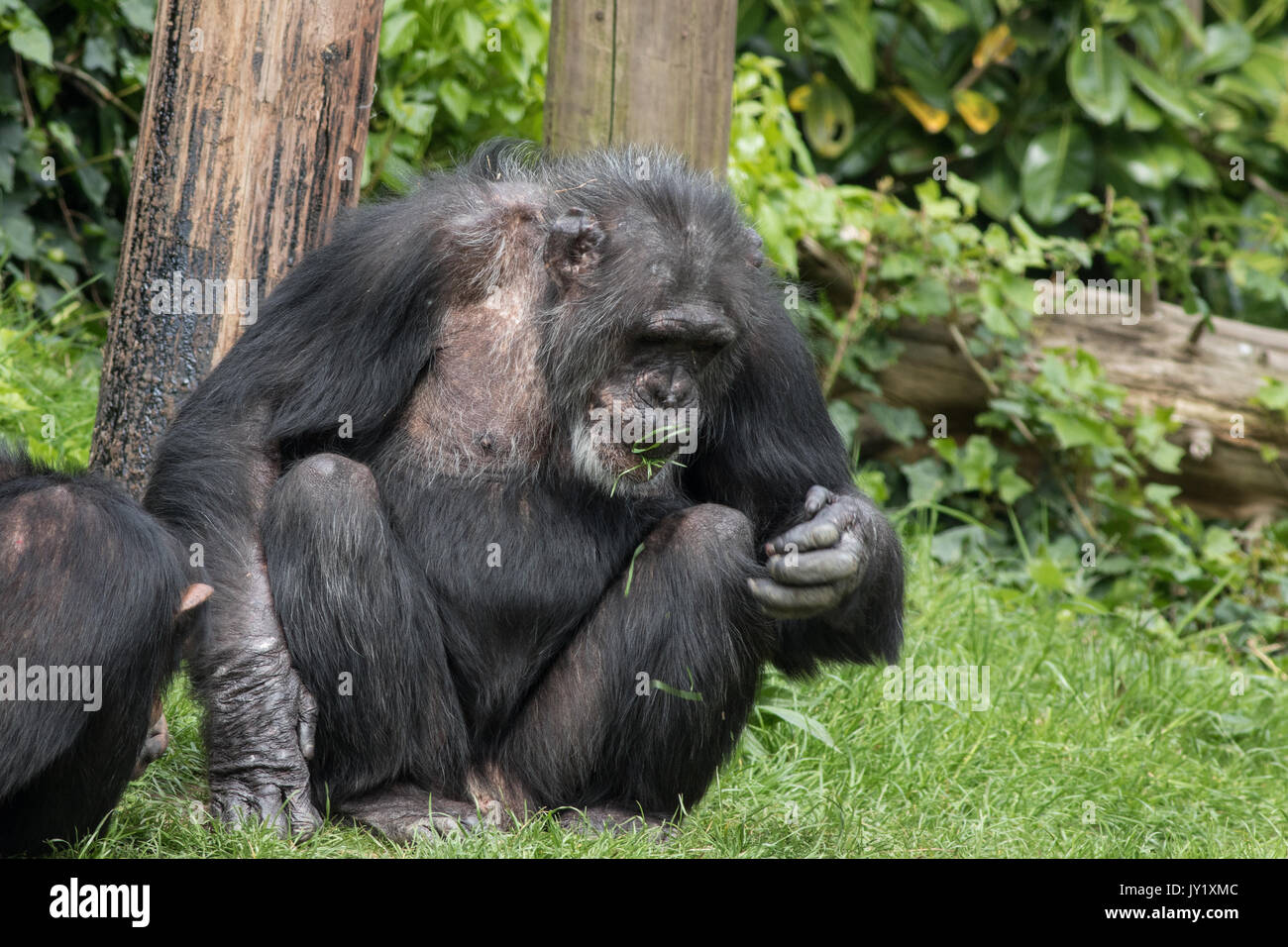 Funny chimpanzee photo hi-res stock photography and images - Alamy