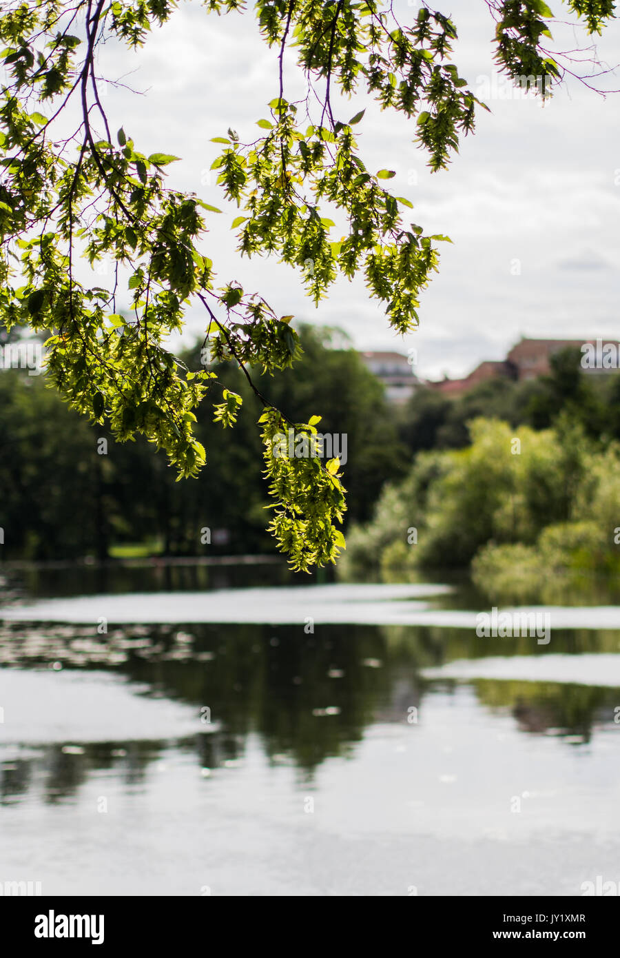 Tree branch in front of river Stock Photo - Alamy