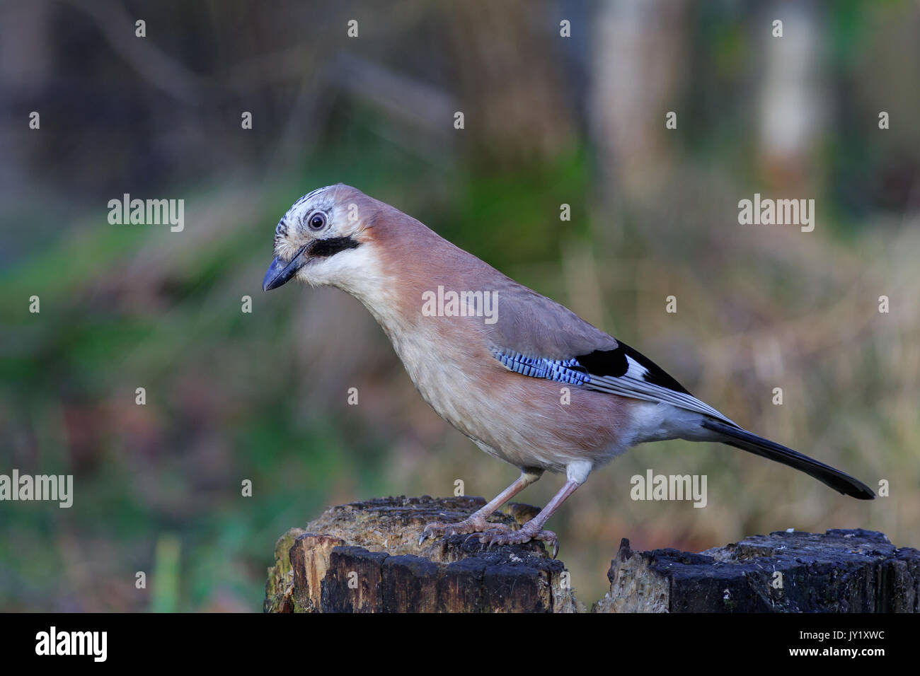 Jay perched on a tree stump close-up Stock Photo - Alamy