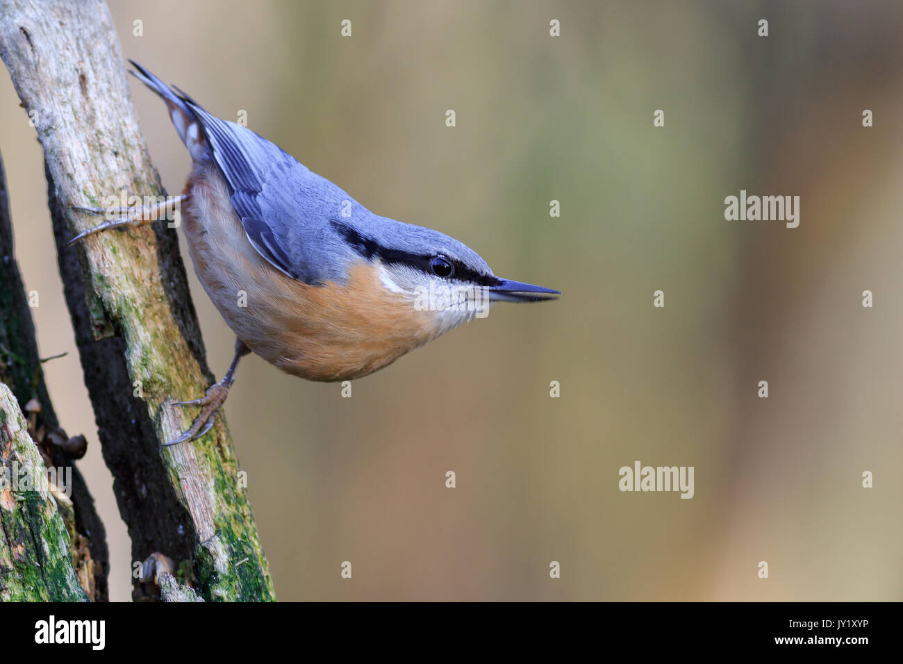 Female nuthatch hi-res stock photography and images - Alamy