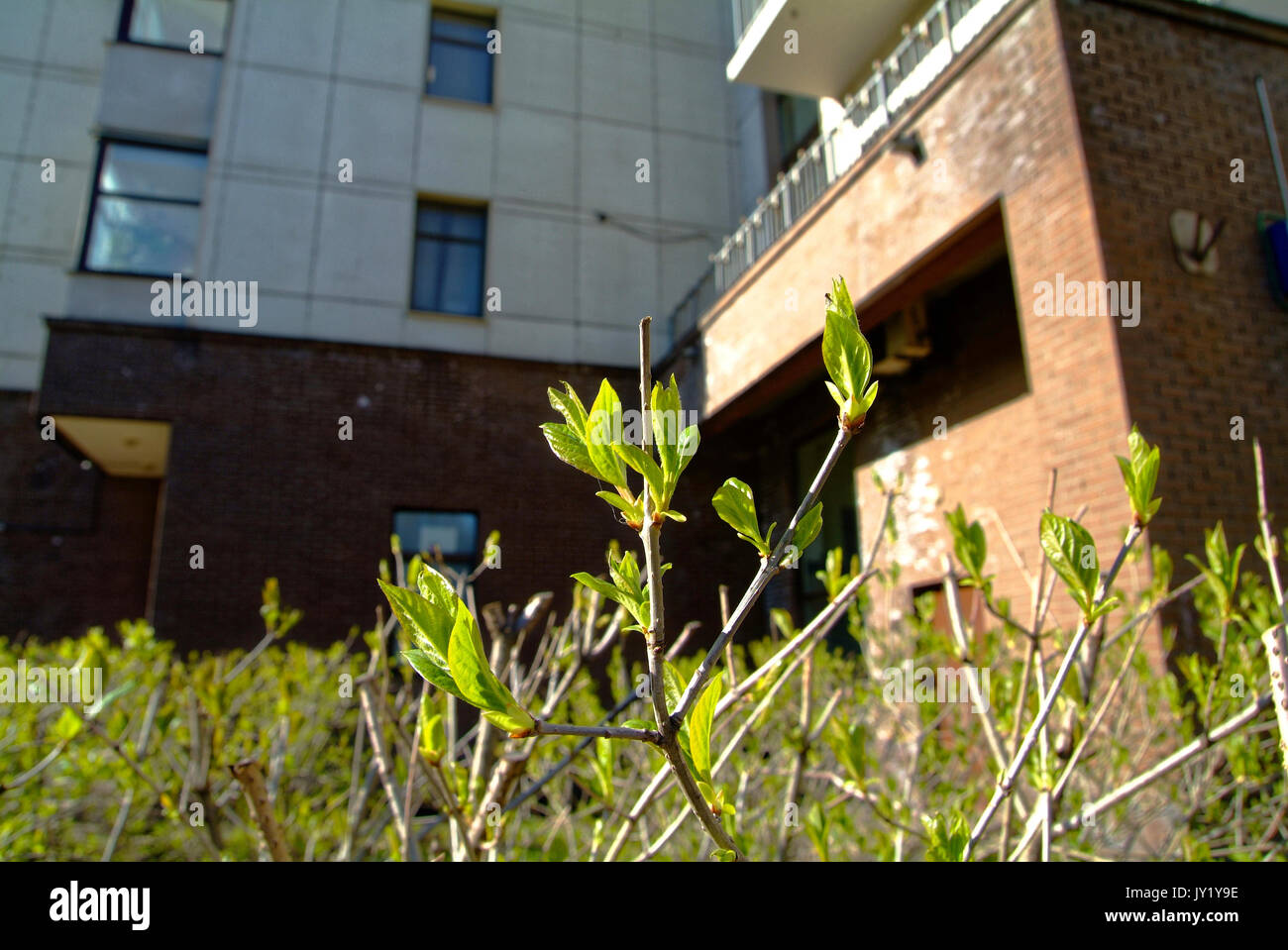 Leaves leaf structure building hi-res stock photography and images - Alamy