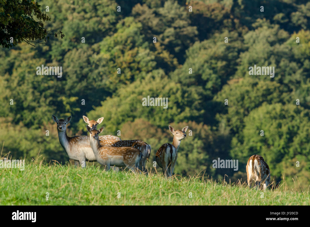 Fallow deer antlers hi-res stock photography and images - Alamy