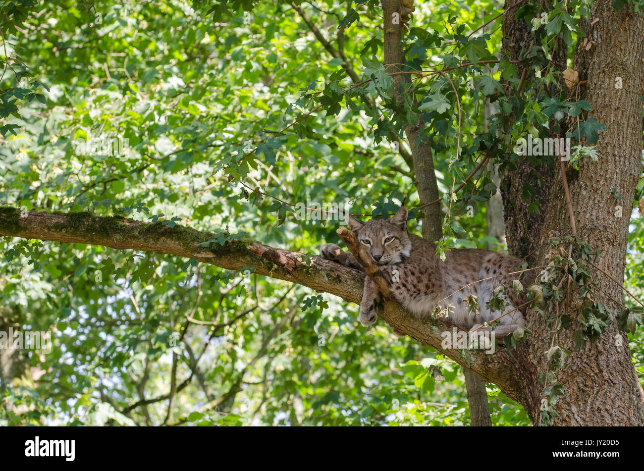Lynx in a tree Stock Photo - Alamy