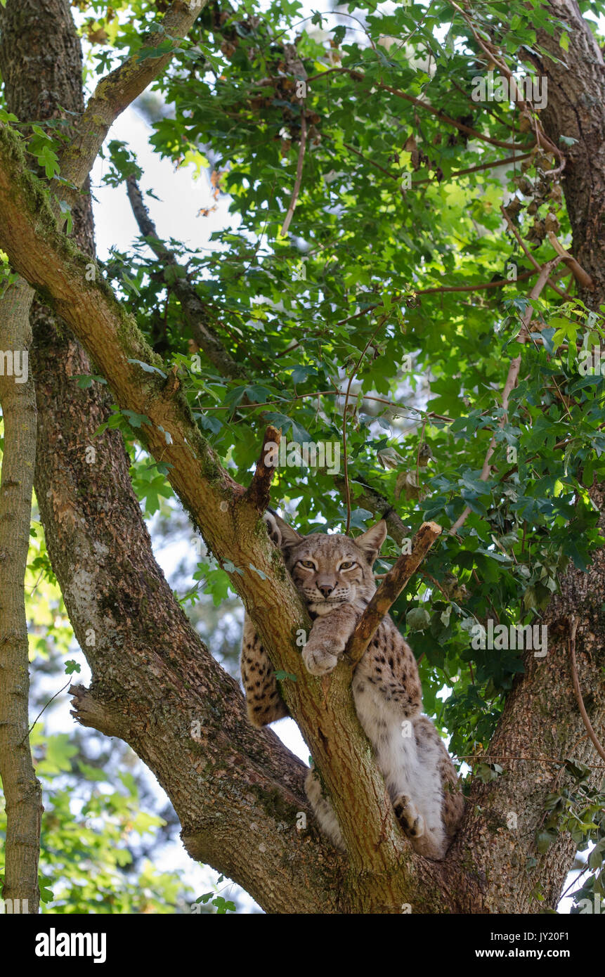 Lynx in a tree Stock Photo - Alamy