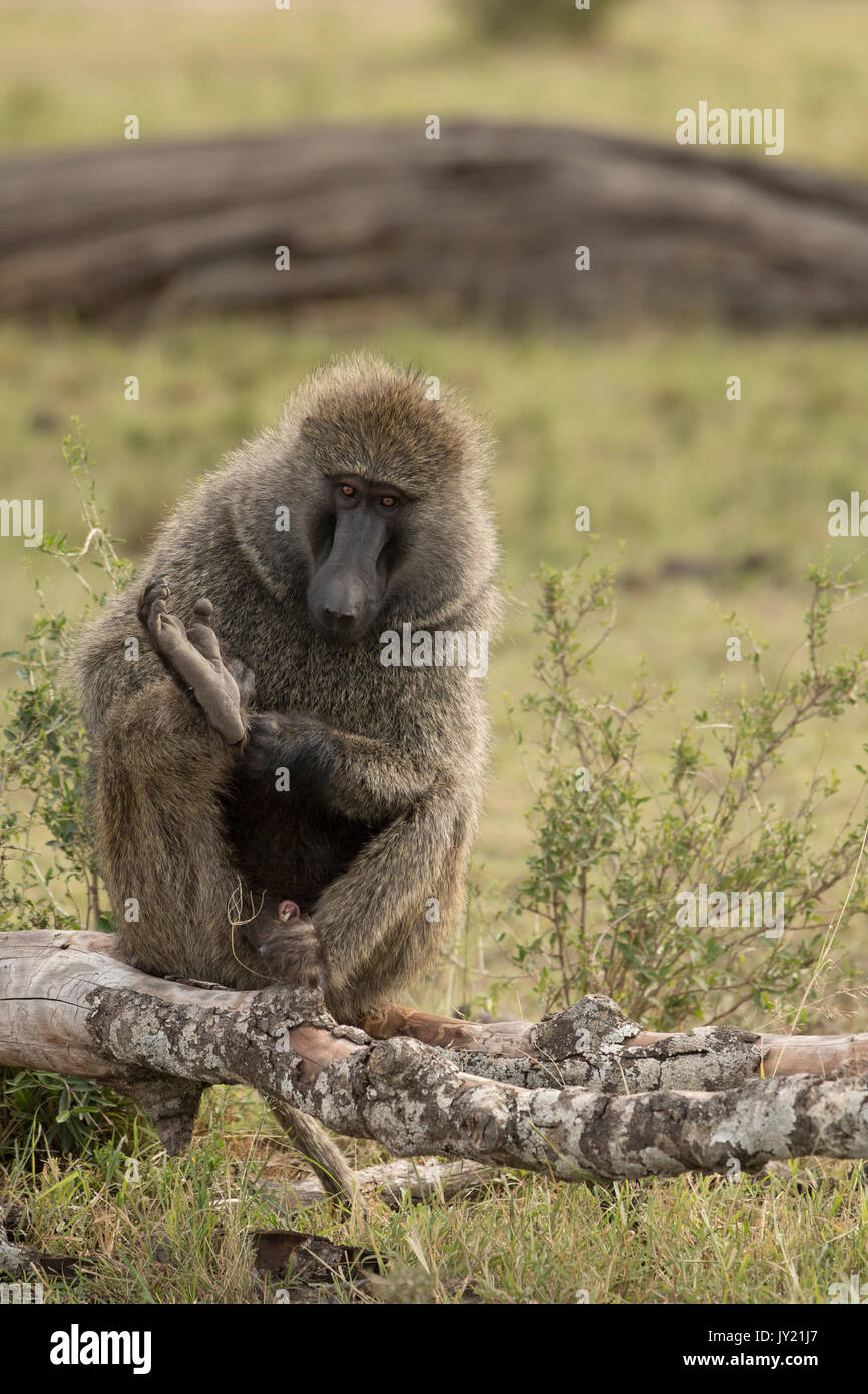 Olive baboon sitting on tree stump in the Masai Mara, Kenya, and eating ...