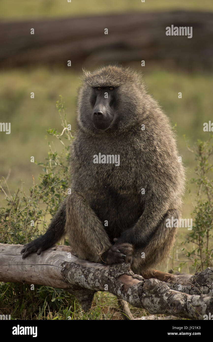 Olive baboon sitting on tree stump in the Masai Mara, Kenya, and eating ...