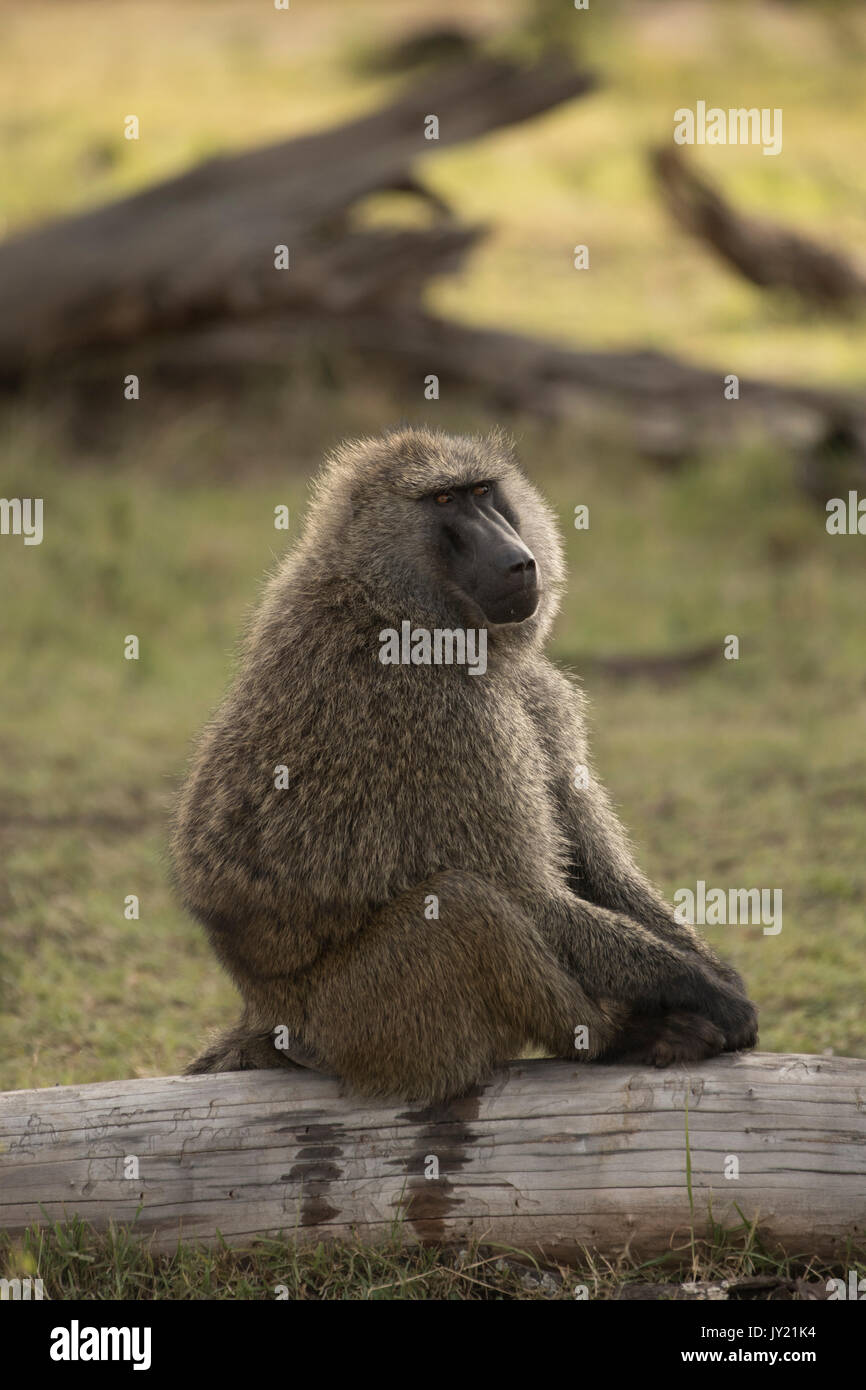 Olive baboon sitting on tree stump in the Masai Mara, Kenya, and eating ...