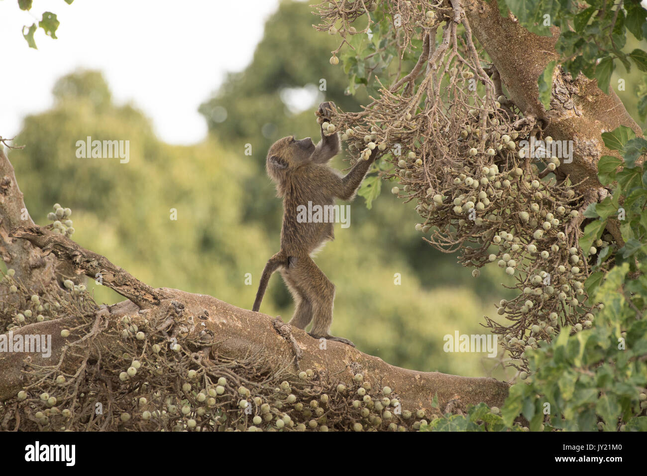 Olive baboon sitting in fig tree in the Masai Mara Game reserve and ...