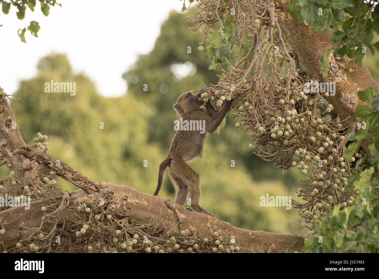 Olive baboon sitting in fig tree in the Masai Mara Game reserve and ...