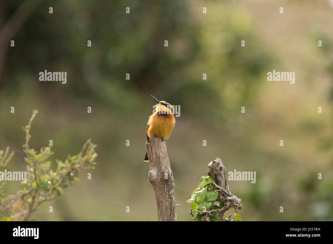 Little bee eater (Merops pusillus) landing on branch in the Masai Mara ...