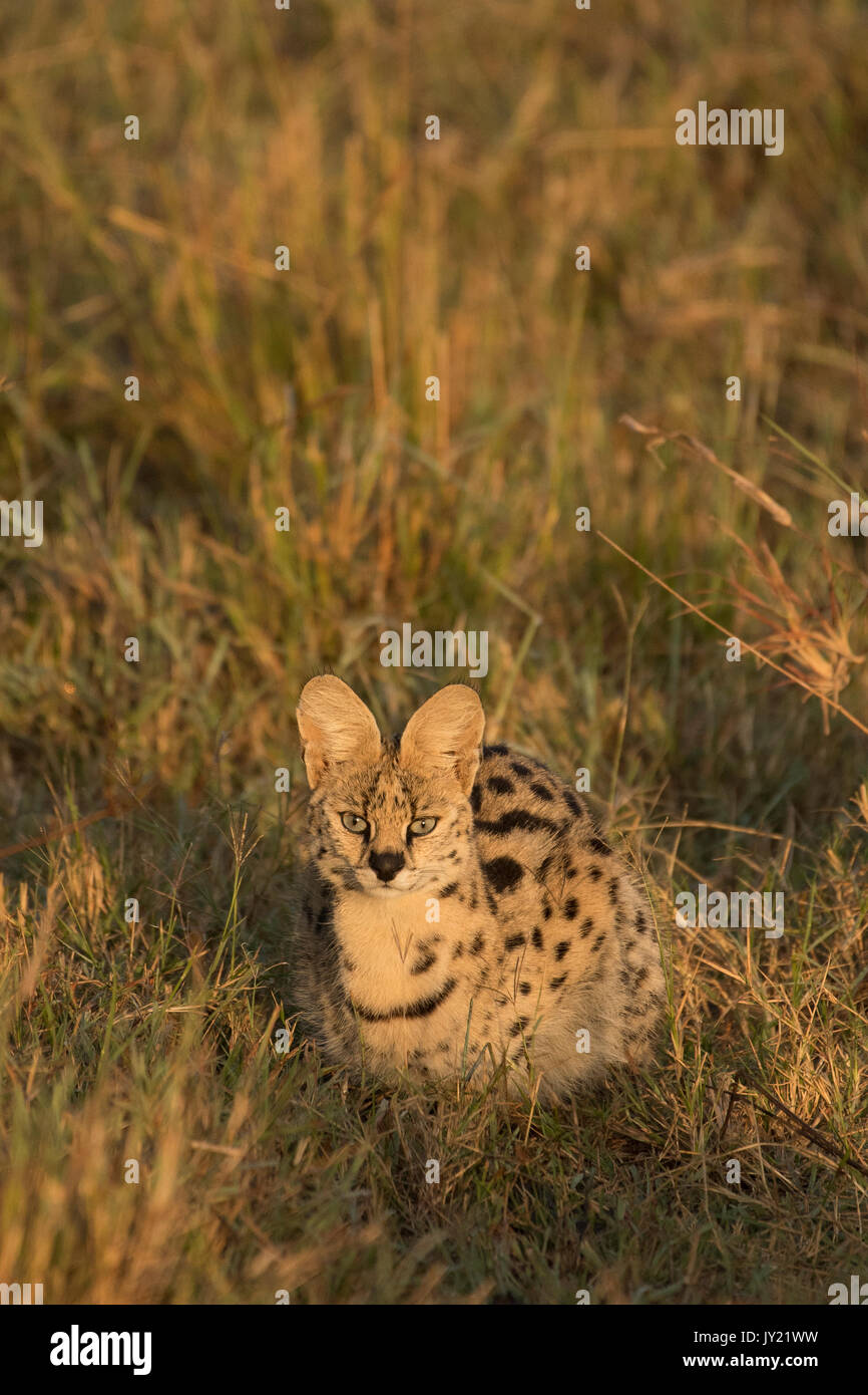 Adult serval lying in grass hi-res stock photography and images - Alamy