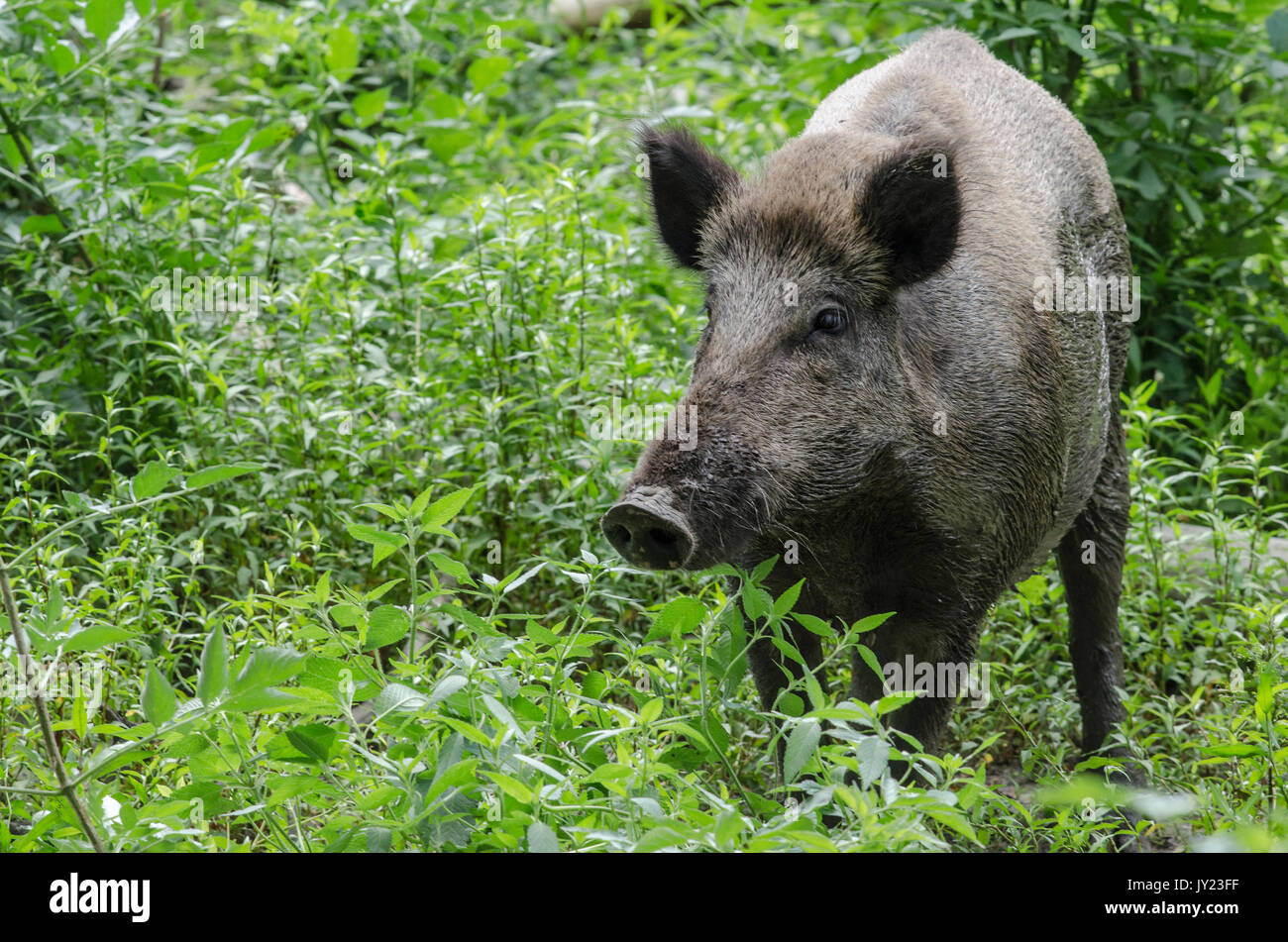 wild boar. Sus scrofa Stock Photo - Alamy