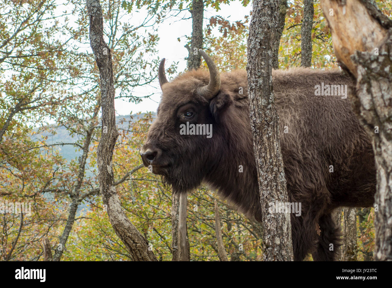 European bison Bison bonasus Stock Photo - Alamy