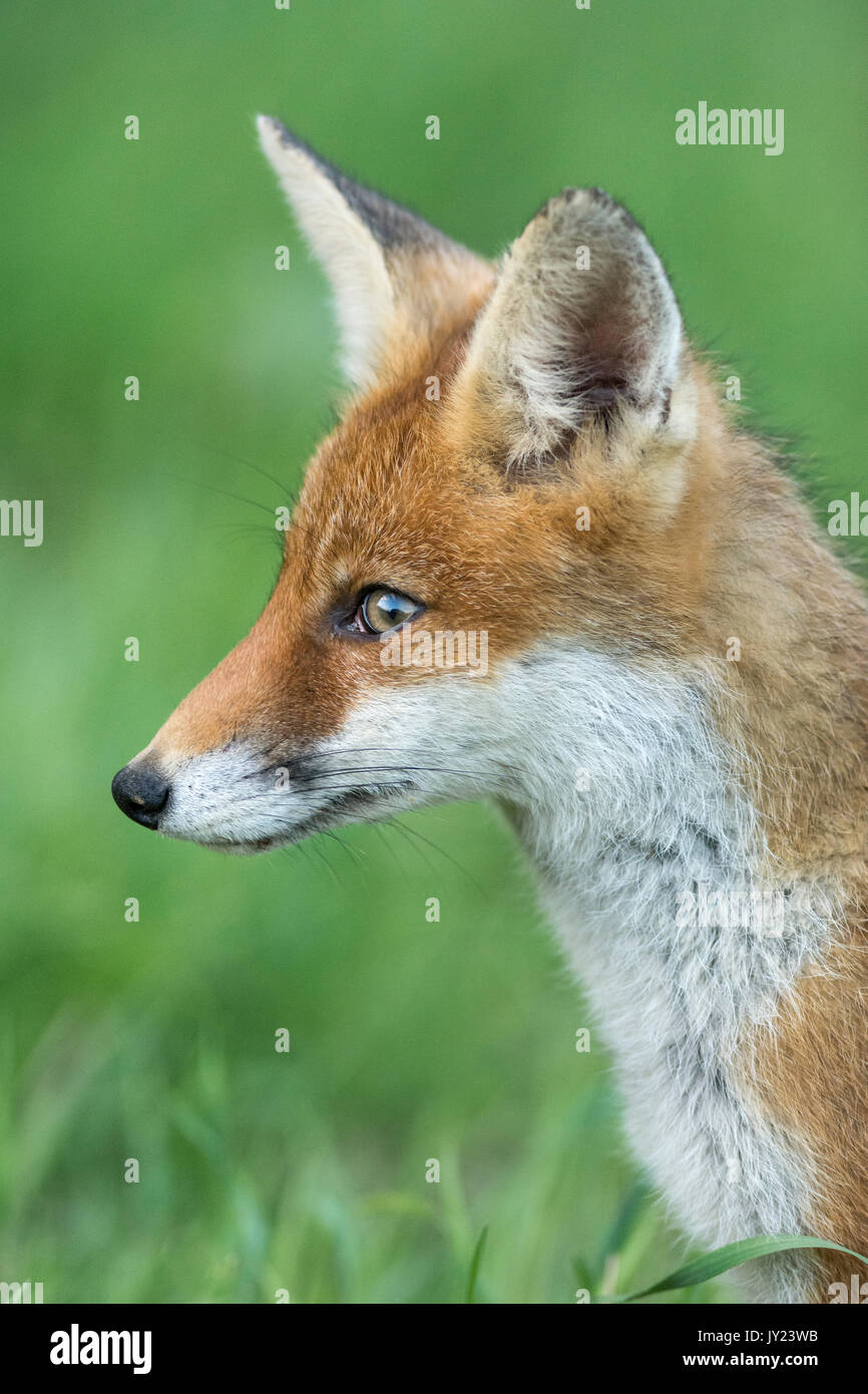 Portrait de renard Stock Photo - Alamy