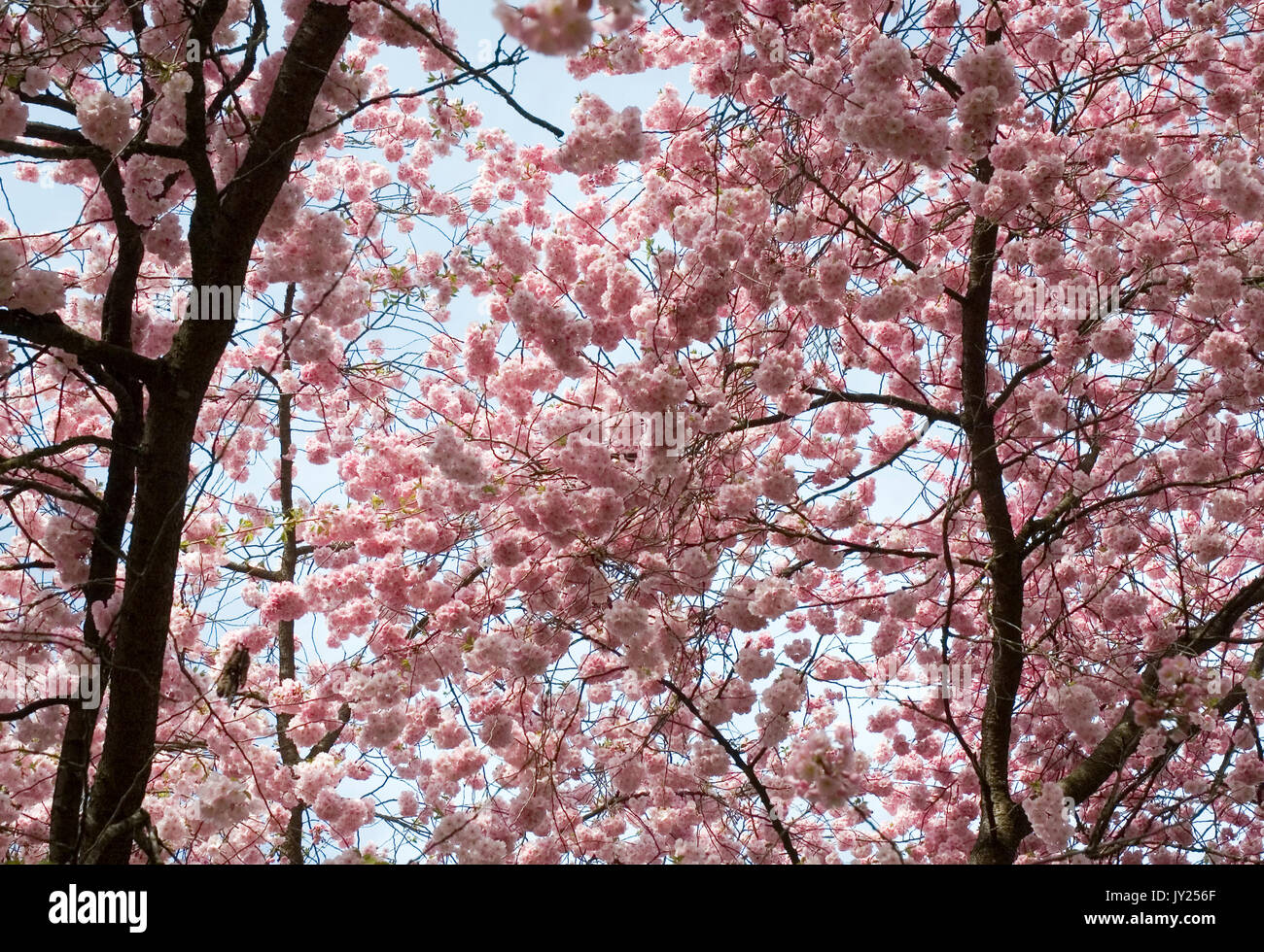 flowering cherry trees Stock Photo - Alamy