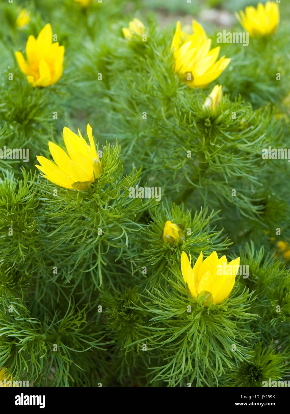 Adonis Flowers High Resolution Stock Photography and Images - Alamy