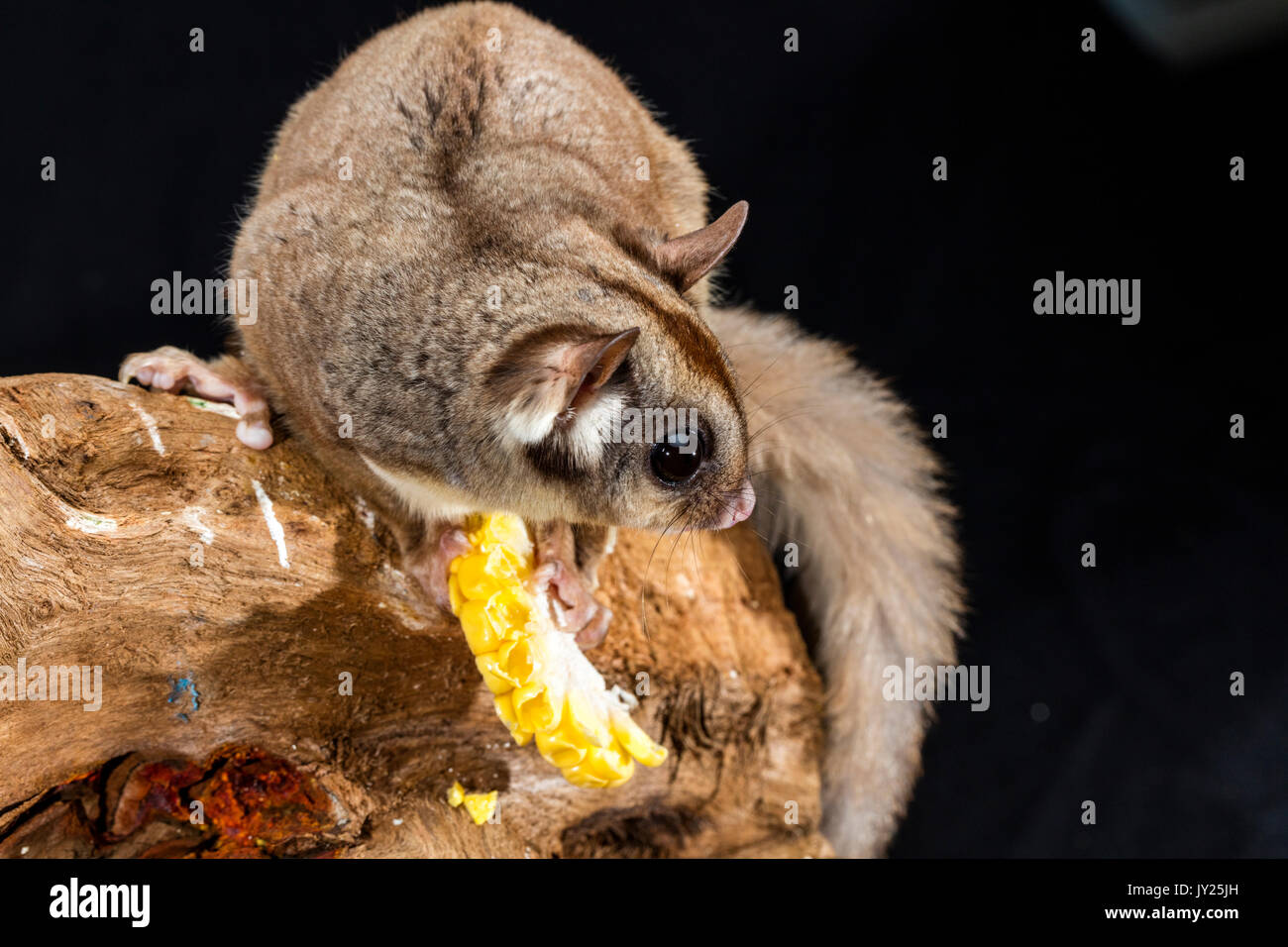 Australian possum eating hi-res stock photography and images - Alamy