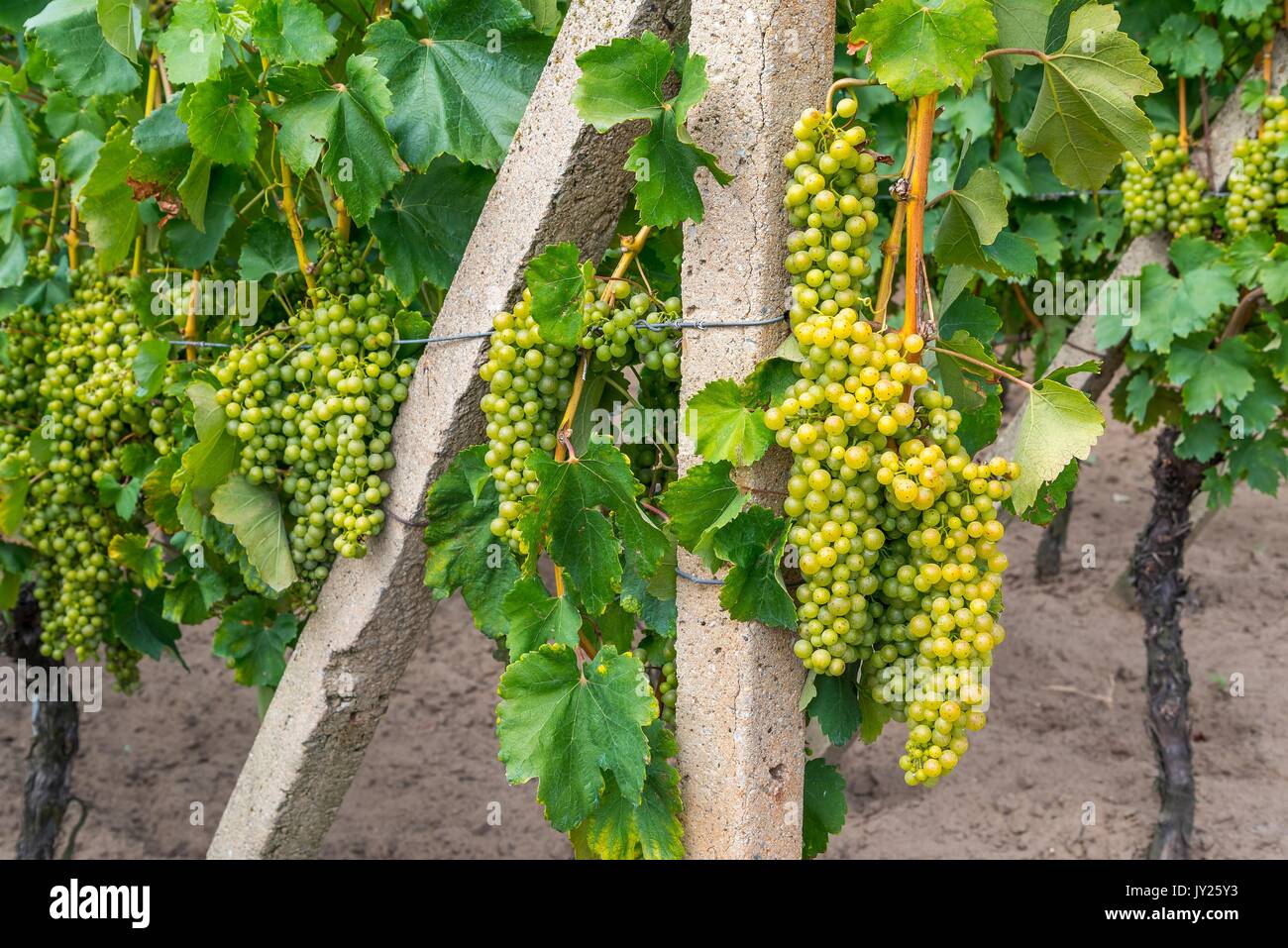 Bunch of ripe white wine grape on grapevine before harvesting Stock ...