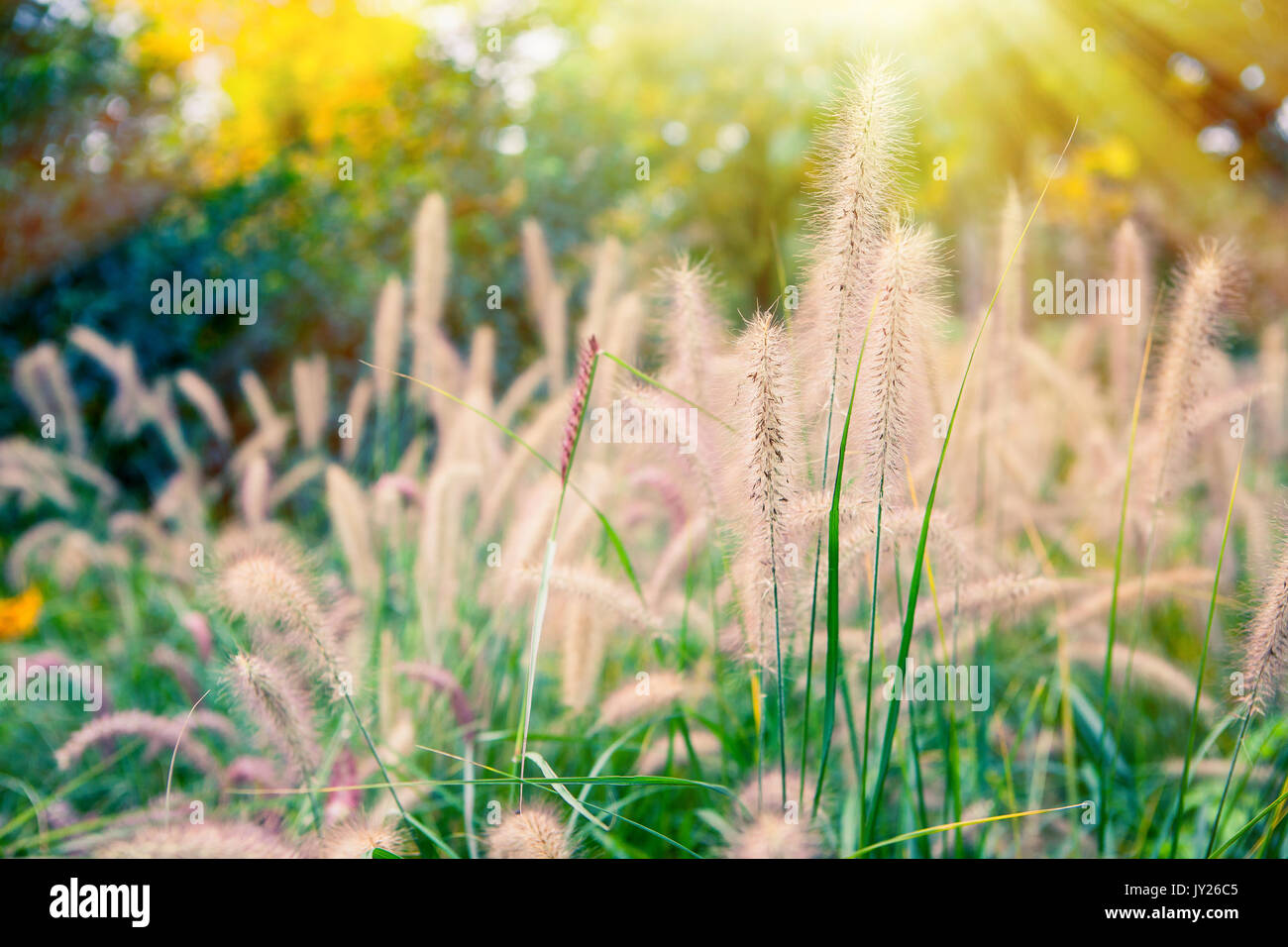Autumn grass with fluffy ears in the woods Stock Photo - Alamy