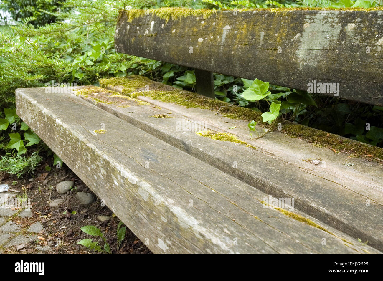 wooden bench in a garden, covered with moss Stock Photo - Alamy