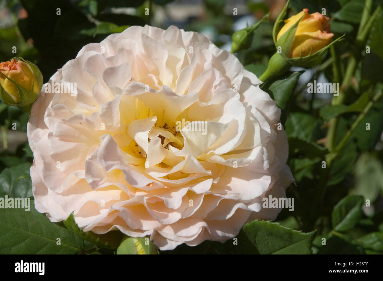 Creamy coloured hi-res stock photography and images - Alamy