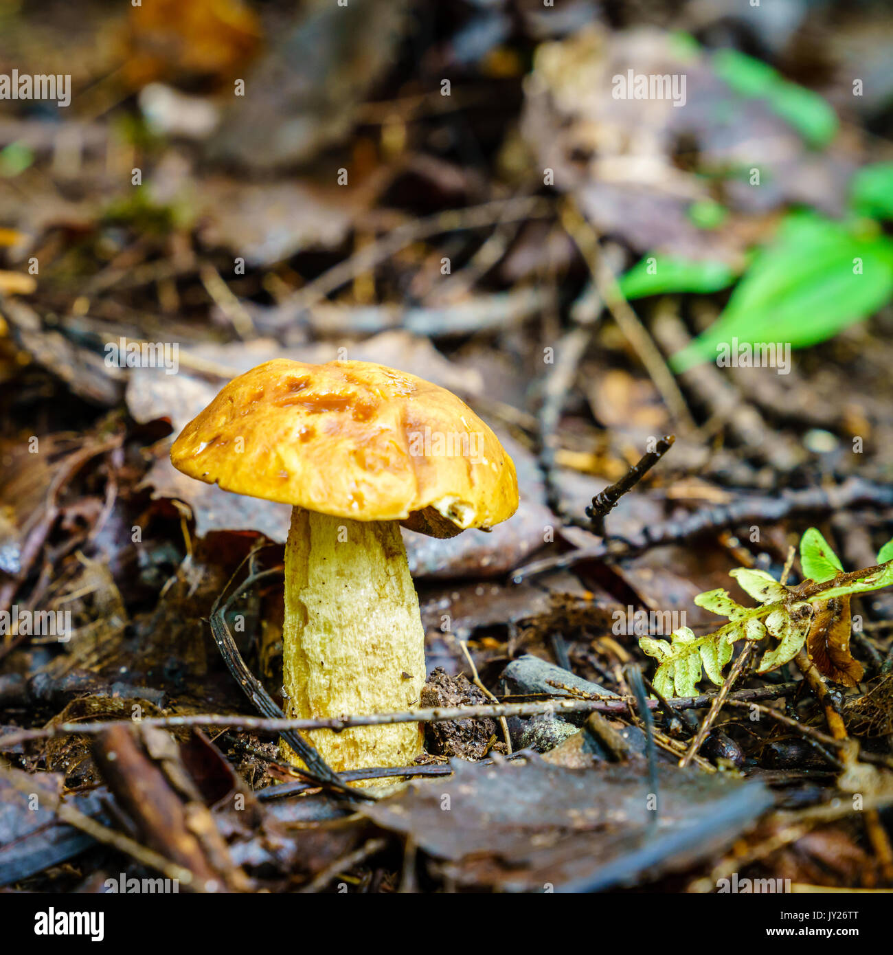 Short stalked suillus hi-res stock photography and images - Alamy