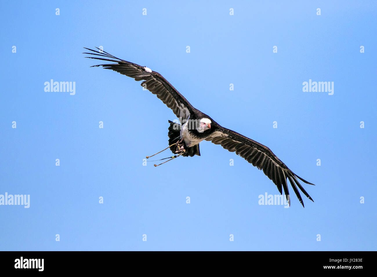 A white-tailed sea eagle in full flight Stock Photo - Alamy
