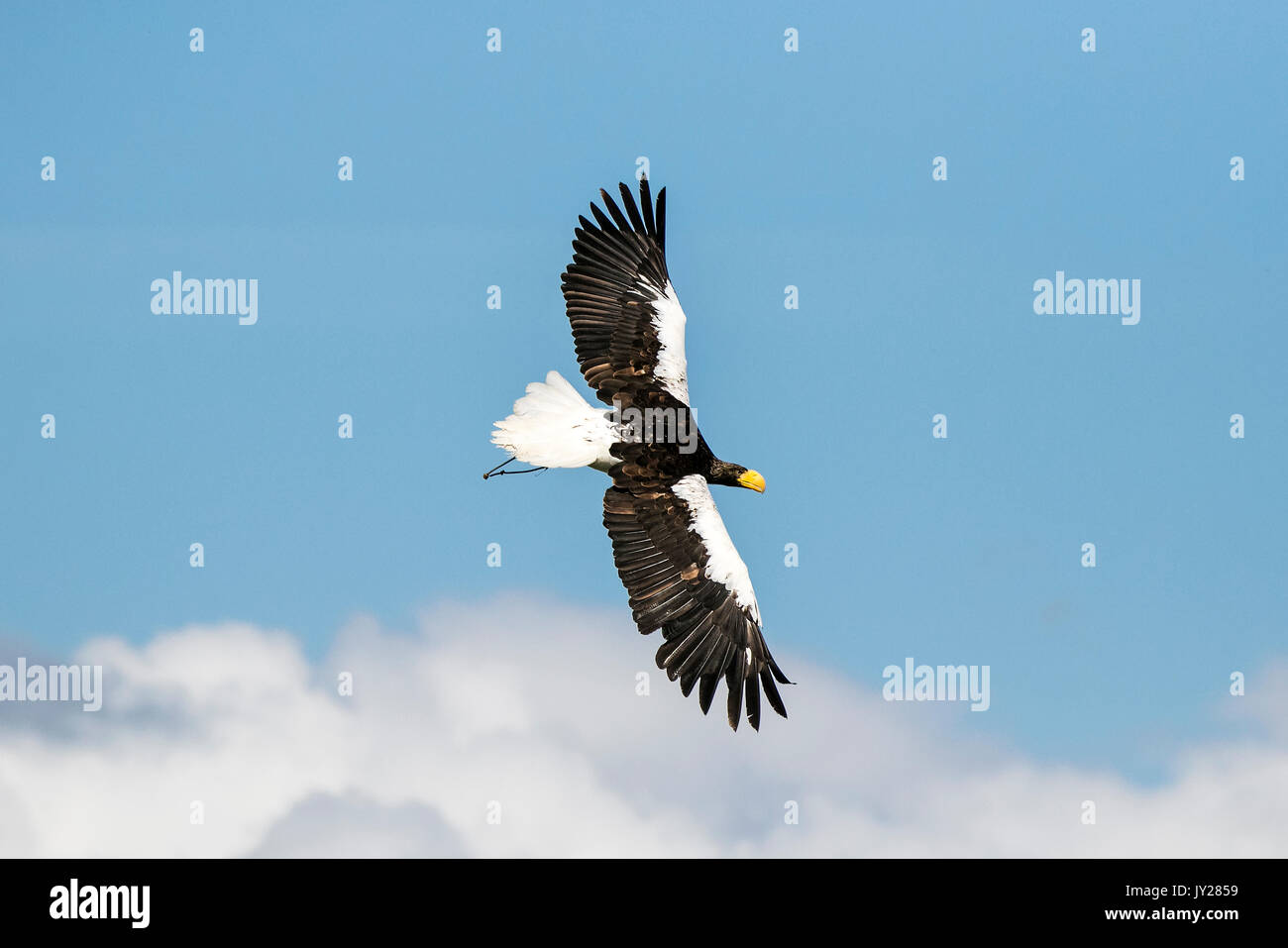 A white-tailed sea eagle in full flight Stock Photo - Alamy