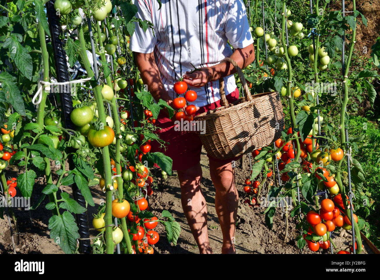Farmer tomatoes collection in the garden Stock Photo - Alamy