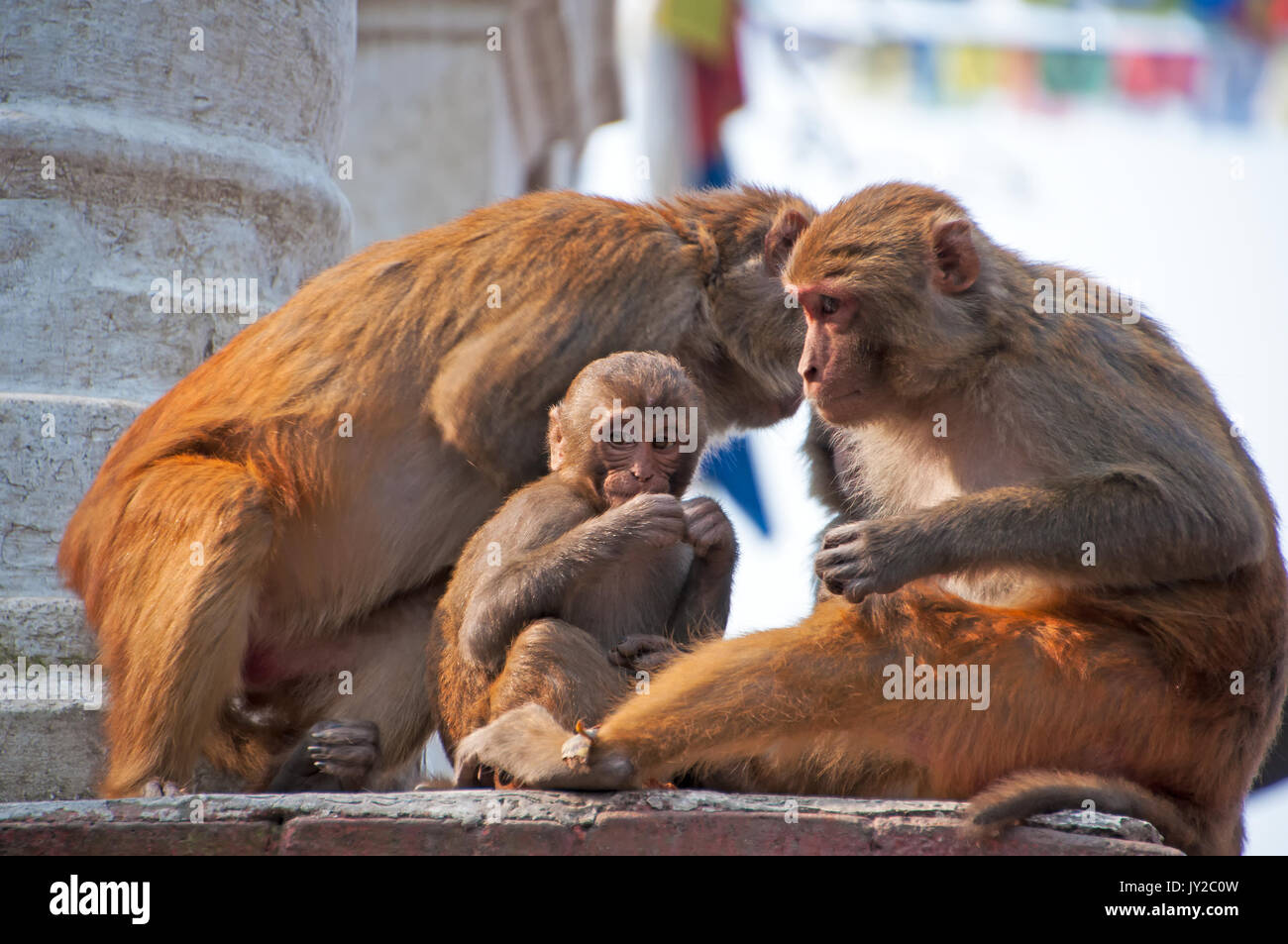 Macaque animal hi-res stock photography and images - Alamy