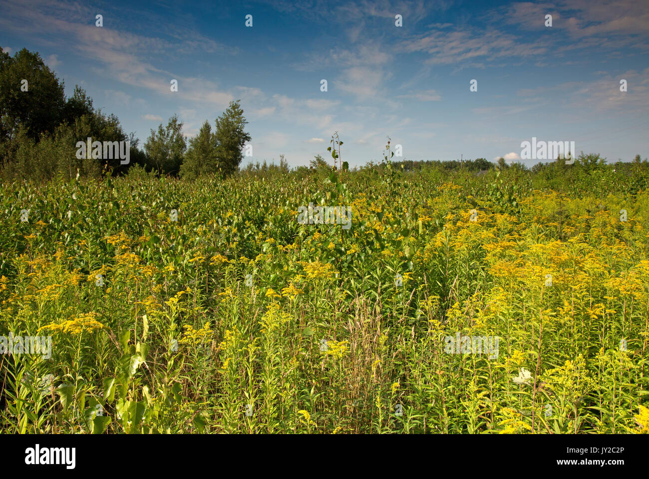 Tall dense vegetation hi-res stock photography and images - Alamy