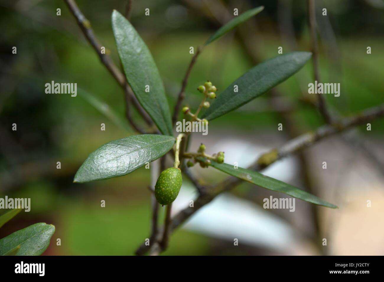 Oleaceae, Olive tree with small olive grove, Olea europaea Stock Photo ...