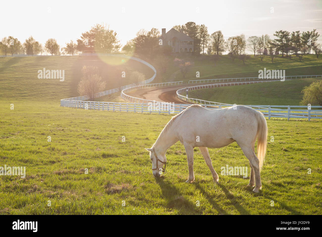 Sunset at a horse farm in the bluegrass region of Kentucky Stock Photo ...
