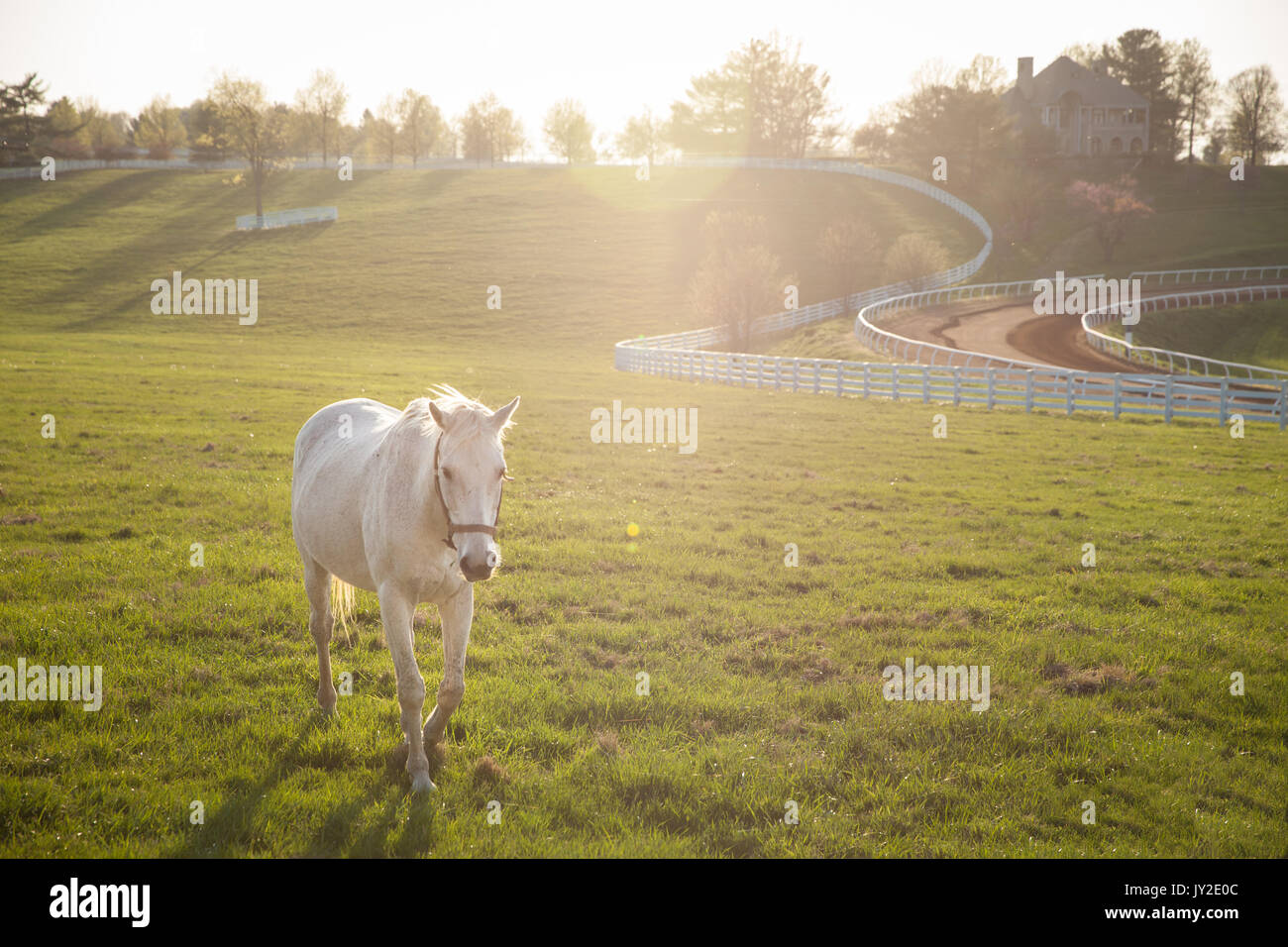 Sunset at a horse farm in the bluegrass region of Kentucky Stock Photo ...