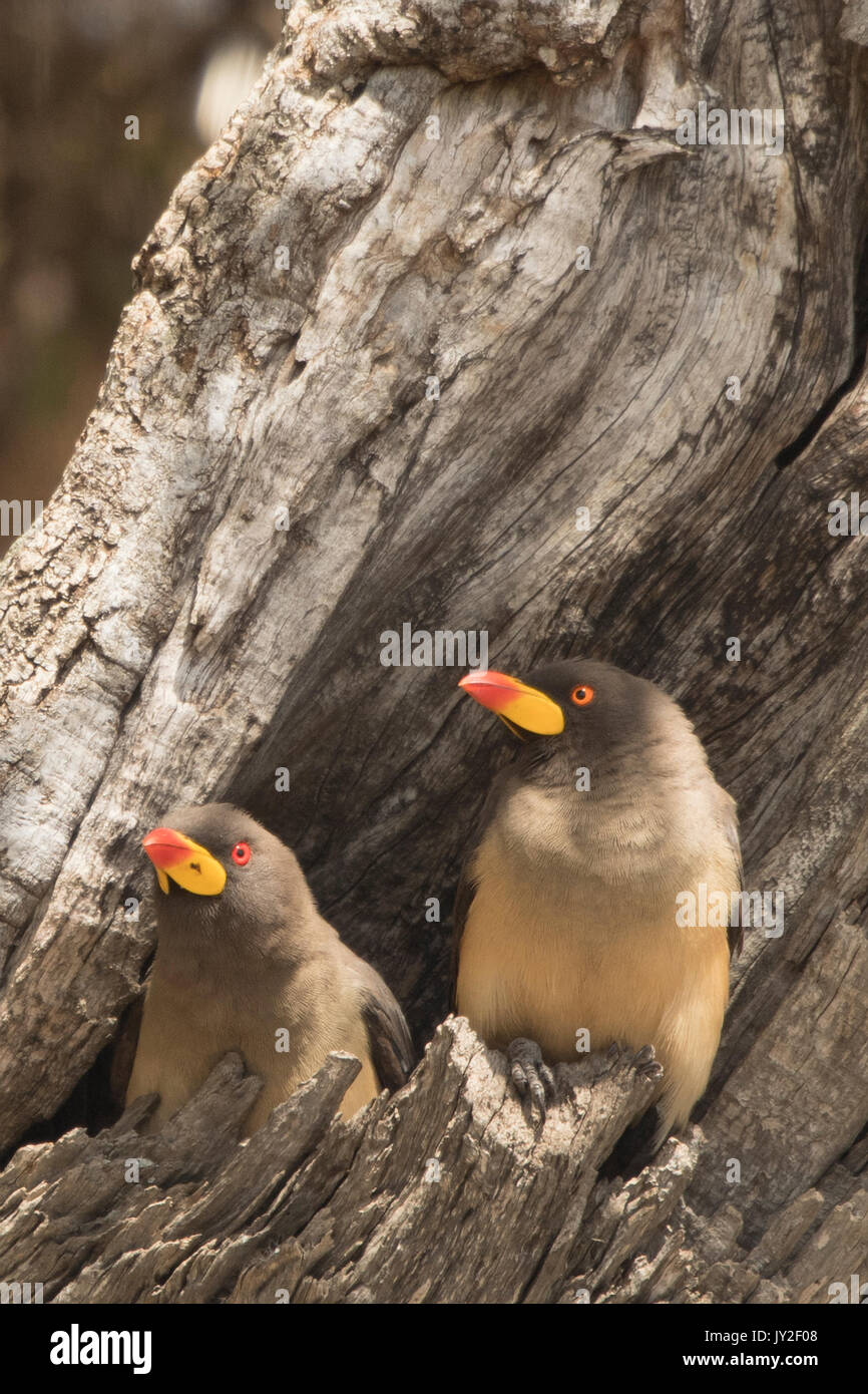 Yellow billed oxpeckers in tree (Buphagus africans) in the Masai Mara ...
