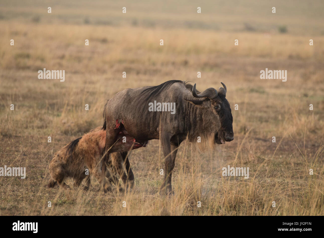 Disemboweling hi-res stock photography and images - Alamy