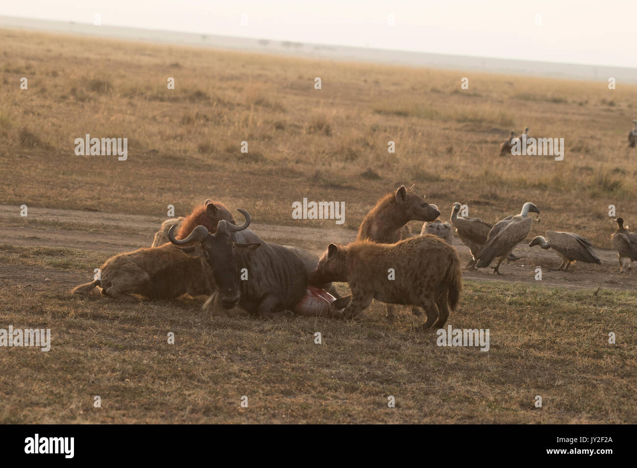 Disembowelment hi-res stock photography and images - Alamy