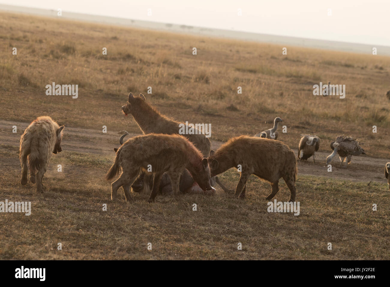 Disembowelment hi-res stock photography and images - Alamy