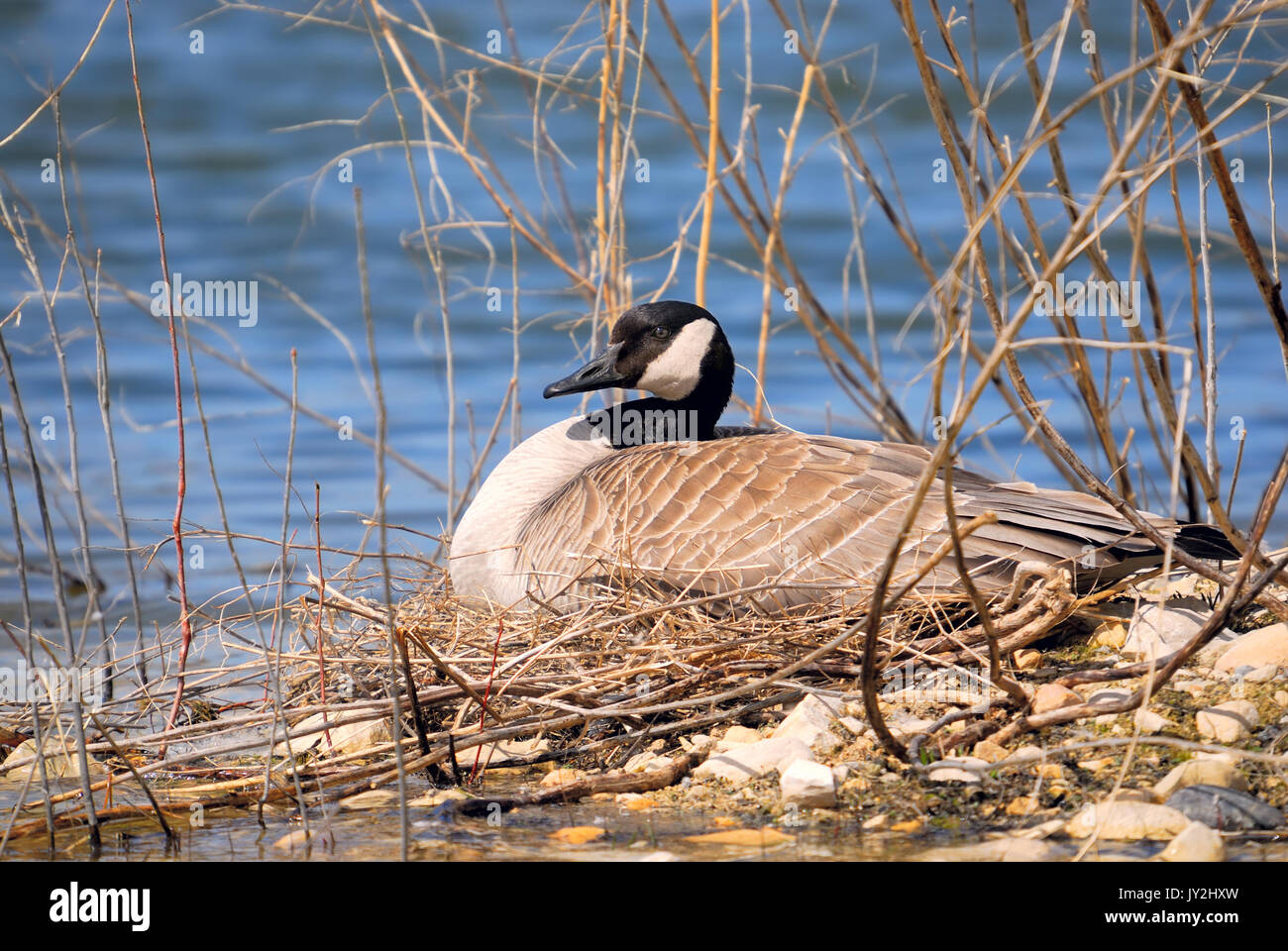 Canadian goose eggs hi-res stock photography and images - Alamy