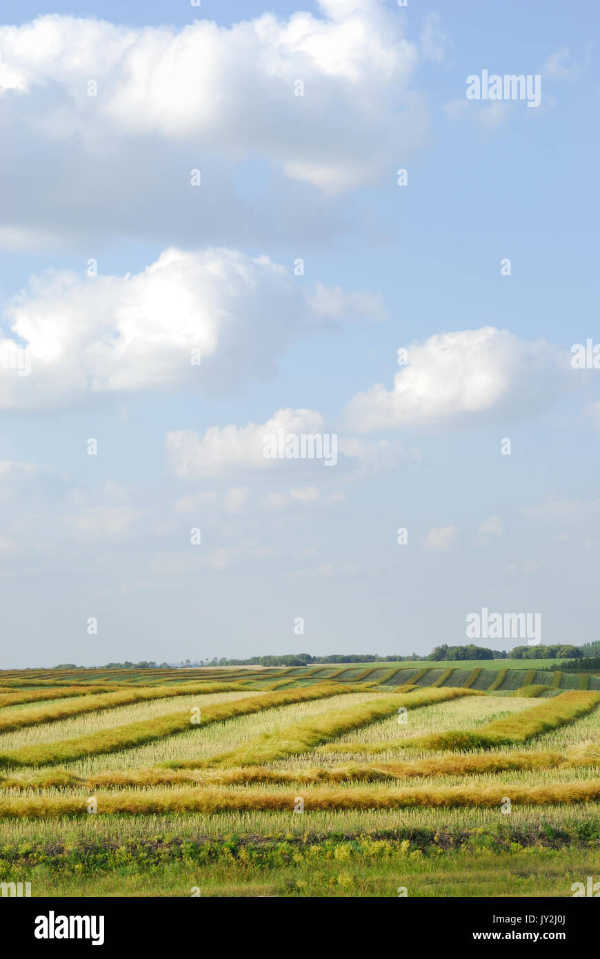 Swathed Saskatchewan Canola Farm also known as Rape or Rapeseed Stock ...