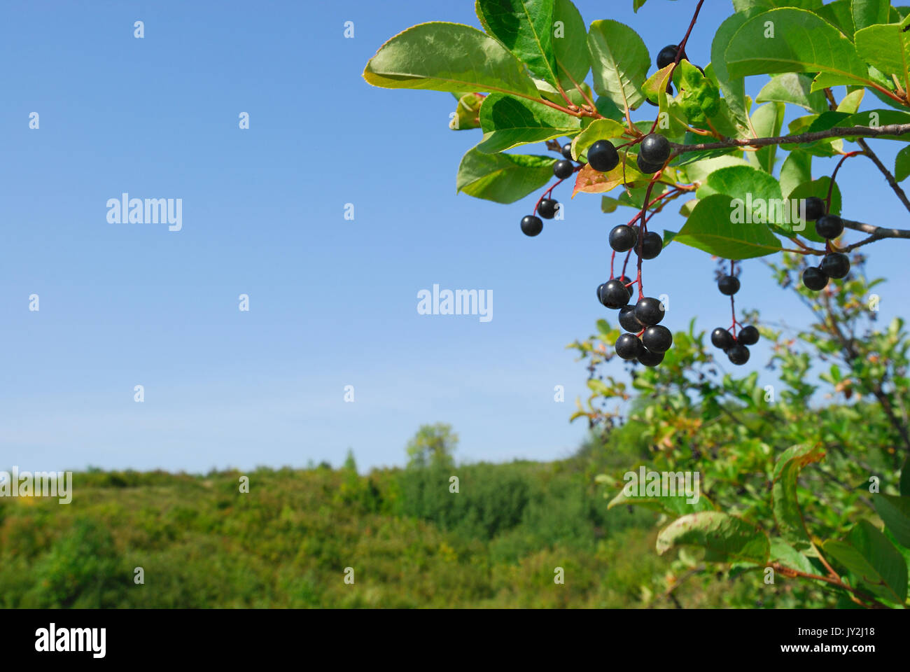 Choke cherries native in Canadian Prairie. A biiter dark red fruit with ...